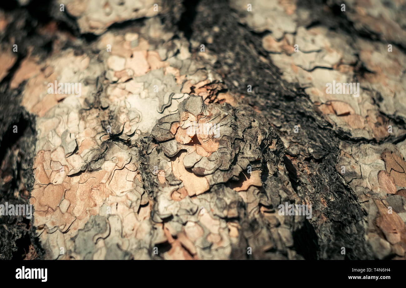 Tree wood macro texture Stock Photo - Alamy