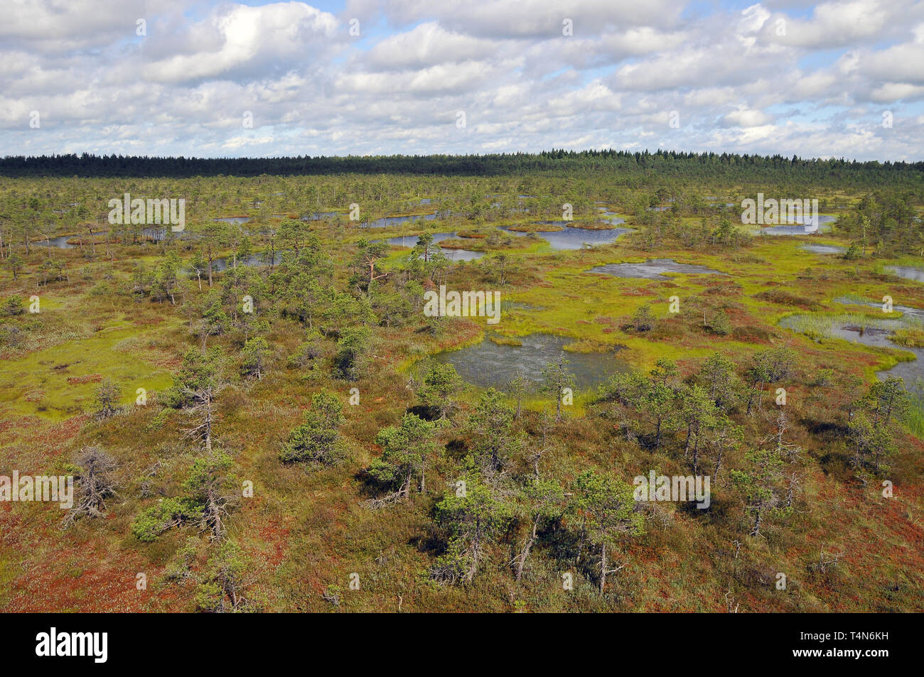 Soomaa National Park, Estonia. Soomaa Nemzeti Park, Észtország Stock ...