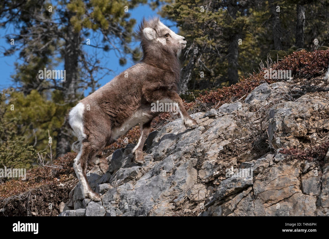 North America; Canada; British Columbia; Wildlife; Mountain Sheep ...