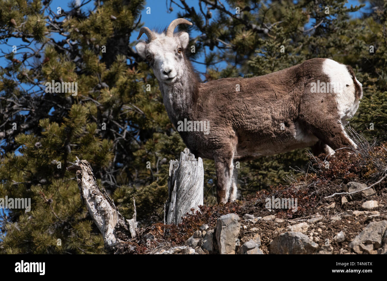 North America; Canada; British Columbia; Wildlife; Mountain Sheep ...