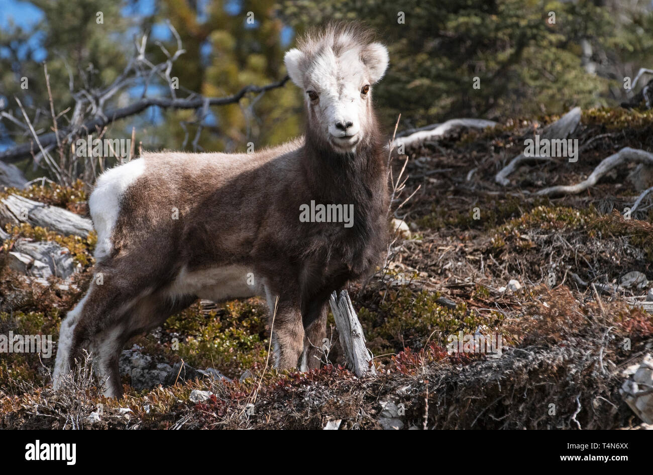 North America; Canada; British Columbia; Wildlife; Mountain Sheep ...