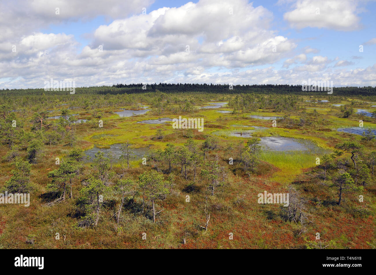 Soomaa National Park, Estonia. Soomaa Nemzeti Park, Észtország Stock ...