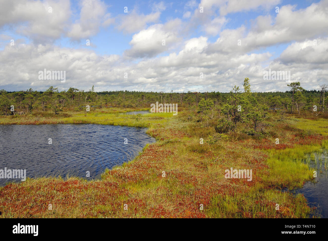 Soomaa National Park, Estonia. Soomaa Nemzeti Park, Észtország Stock ...