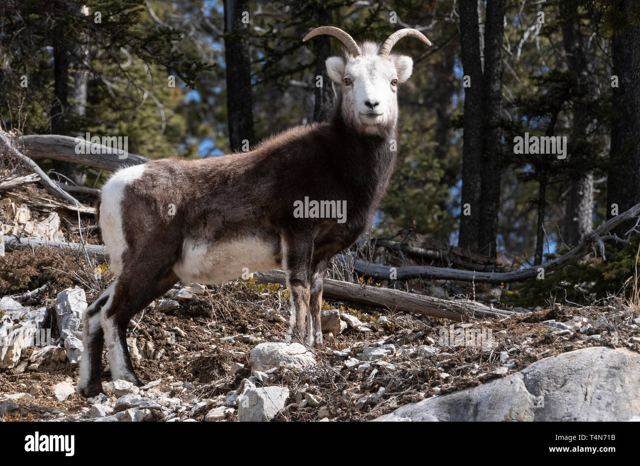 North America; Canada; British Columbia; Wildlife; Mountain Sheep ...