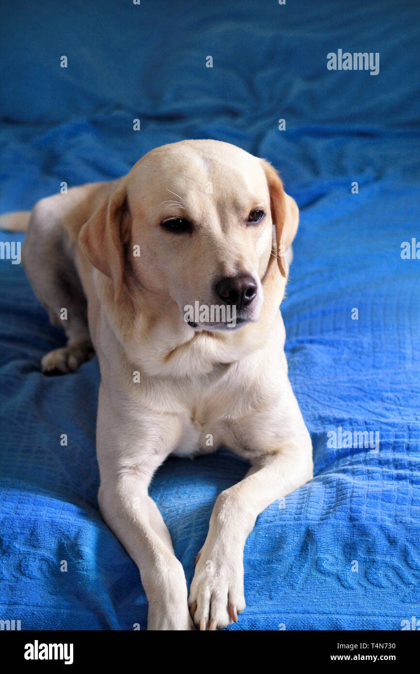Dog is resting at home. Photo of yellow labrador retriever dog posing ...