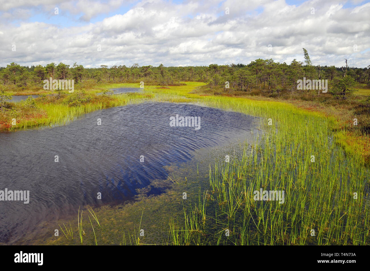 Soomaa National Park, Estonia. Soomaa Nemzeti Park, Észtország Stock ...