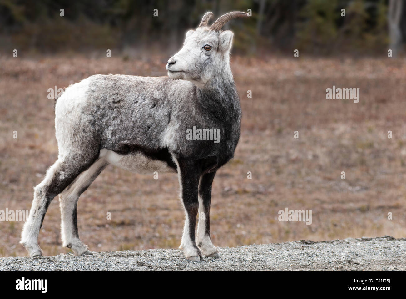 North America; Canada; British Columbia; Wildlife; Mountain Sheep ...