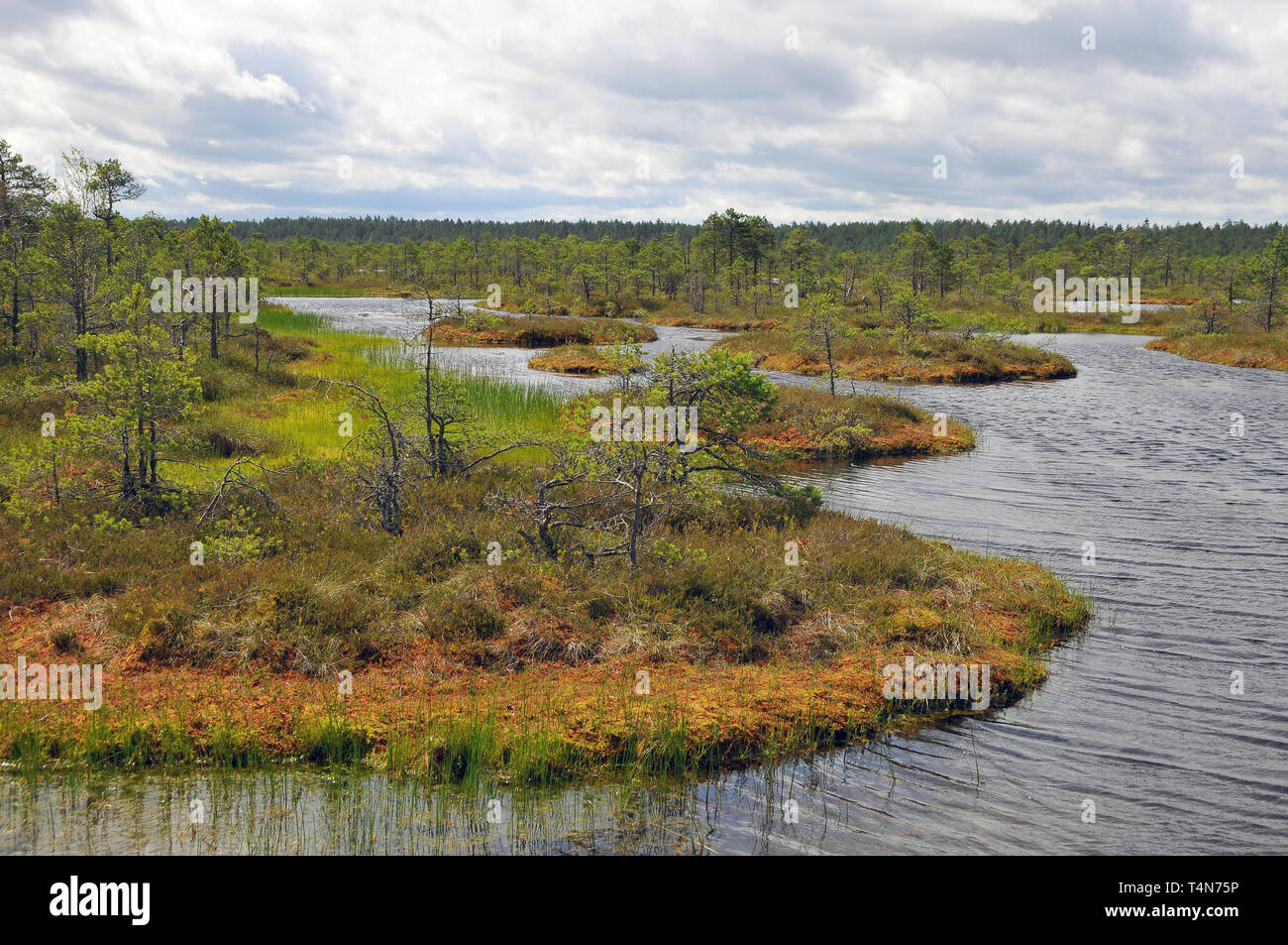 Soomaa National Park, Estonia. Soomaa Nemzeti Park, Észtország Stock ...