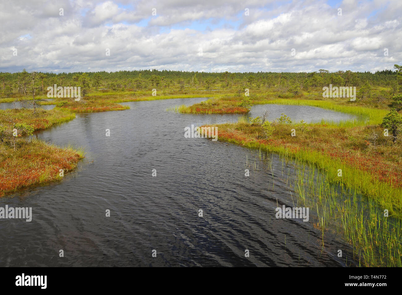 Soomaa National Park, Estonia. Soomaa Nemzeti Park, Észtország Stock ...
