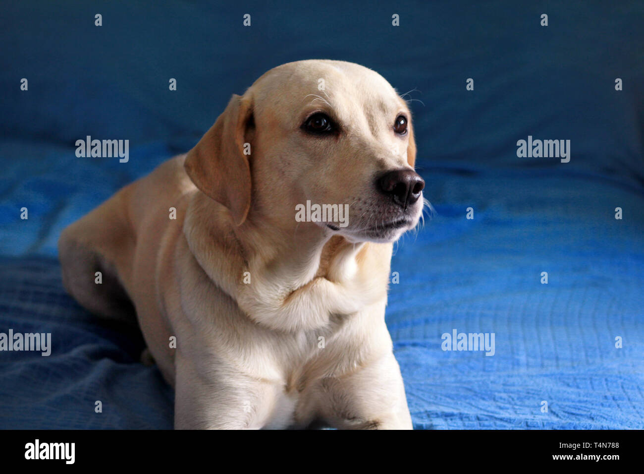 Dog is resting at home. Photo of yellow labrador retriever dog posing ...