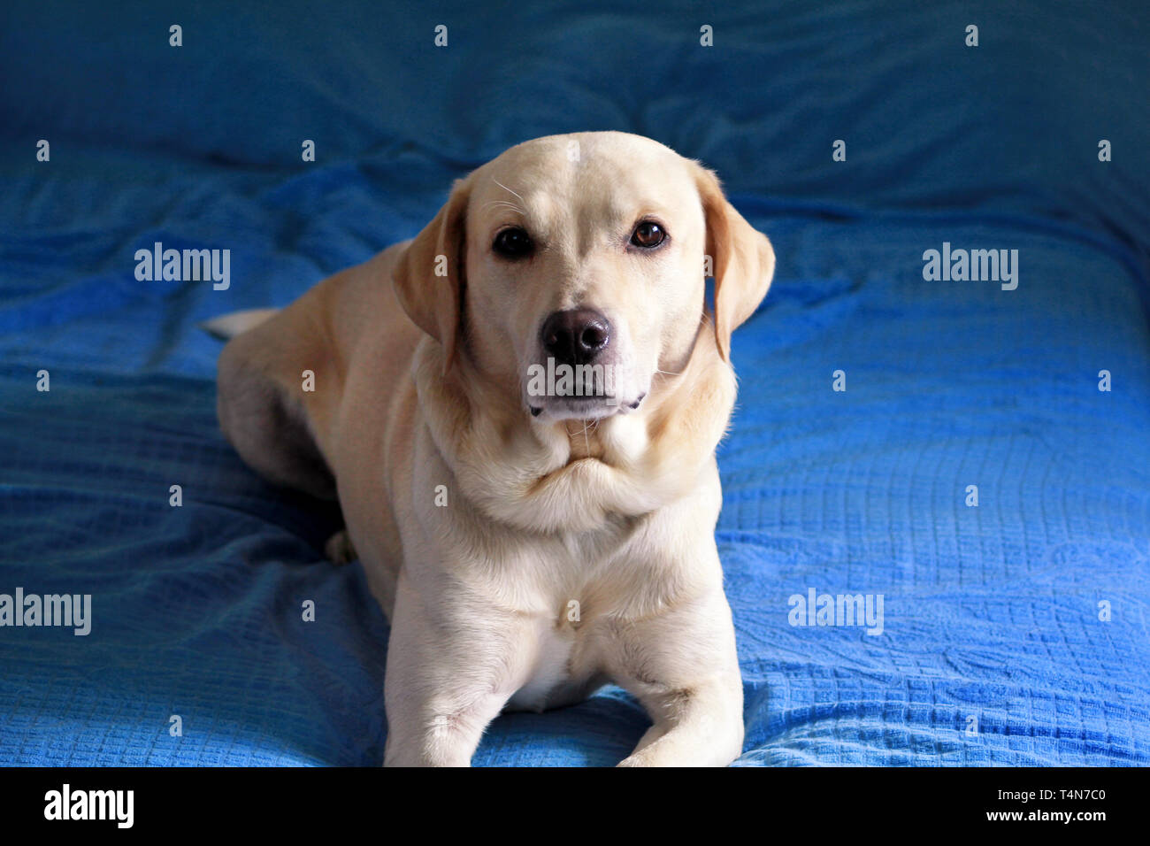 Dog is resting at home. Photo of yellow labrador retriever dog posing ...