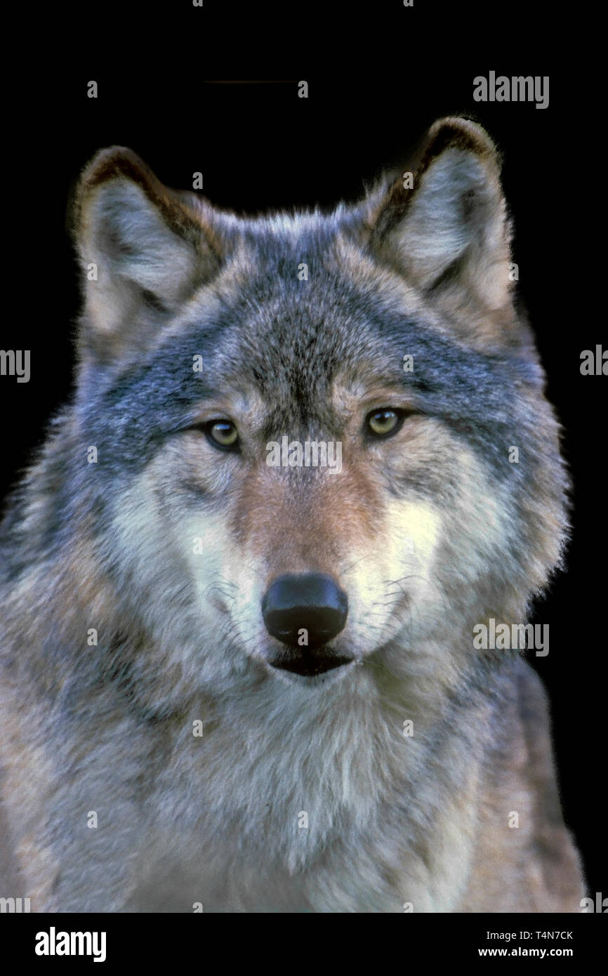 Wildlife; Gray wolf; Montana; Predator; Canine; Portrait Stock Photo ...