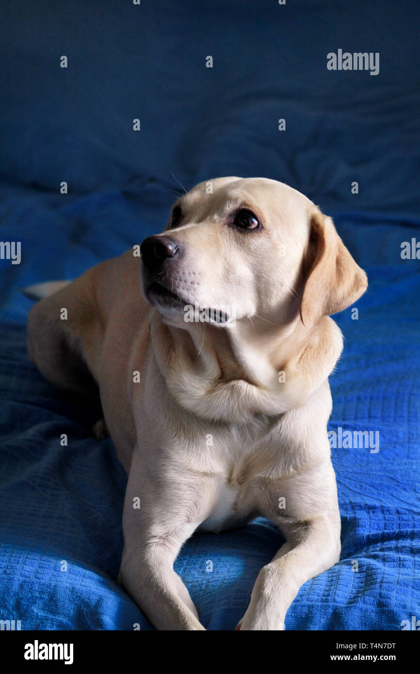 Dog is resting at home. Photo of yellow labrador retriever dog posing ...