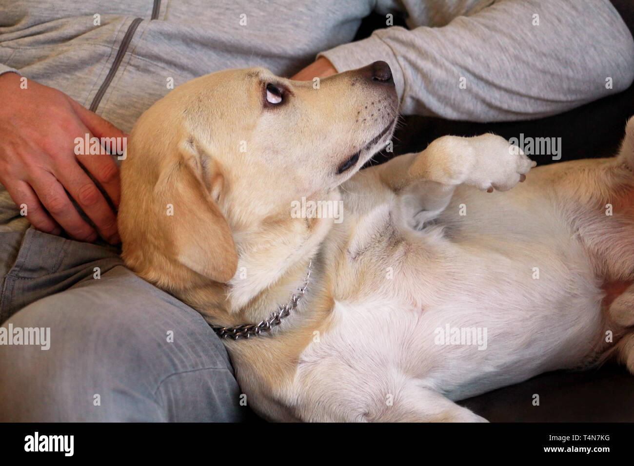 Yellow labrador retriever dog enjoys company of his owner sitting on a ...