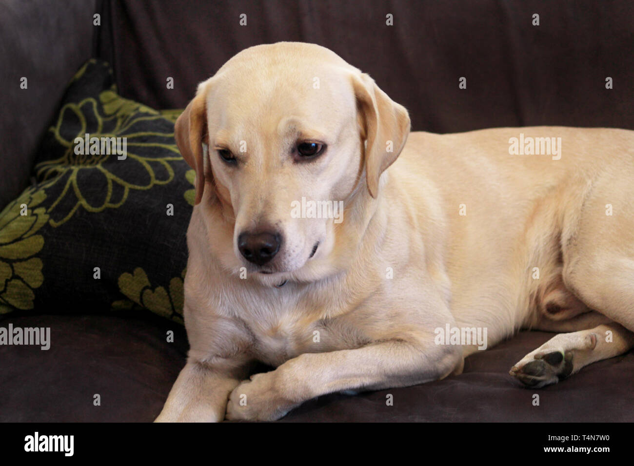 Dog is resting at home. Yellow labrador retriever dog laying in the bed ...