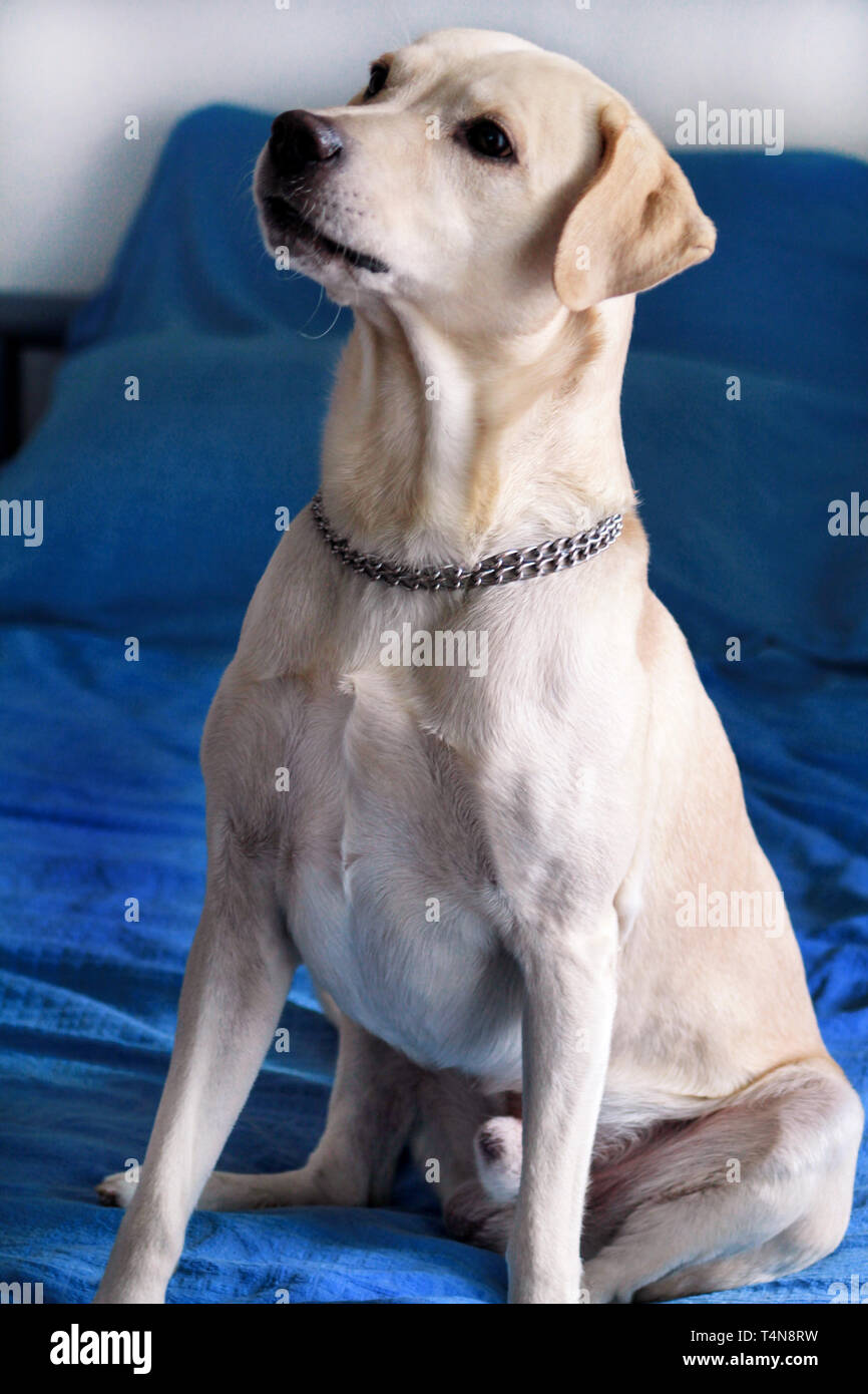 Photo of golden lab hi-res stock photography and images - Alamy
