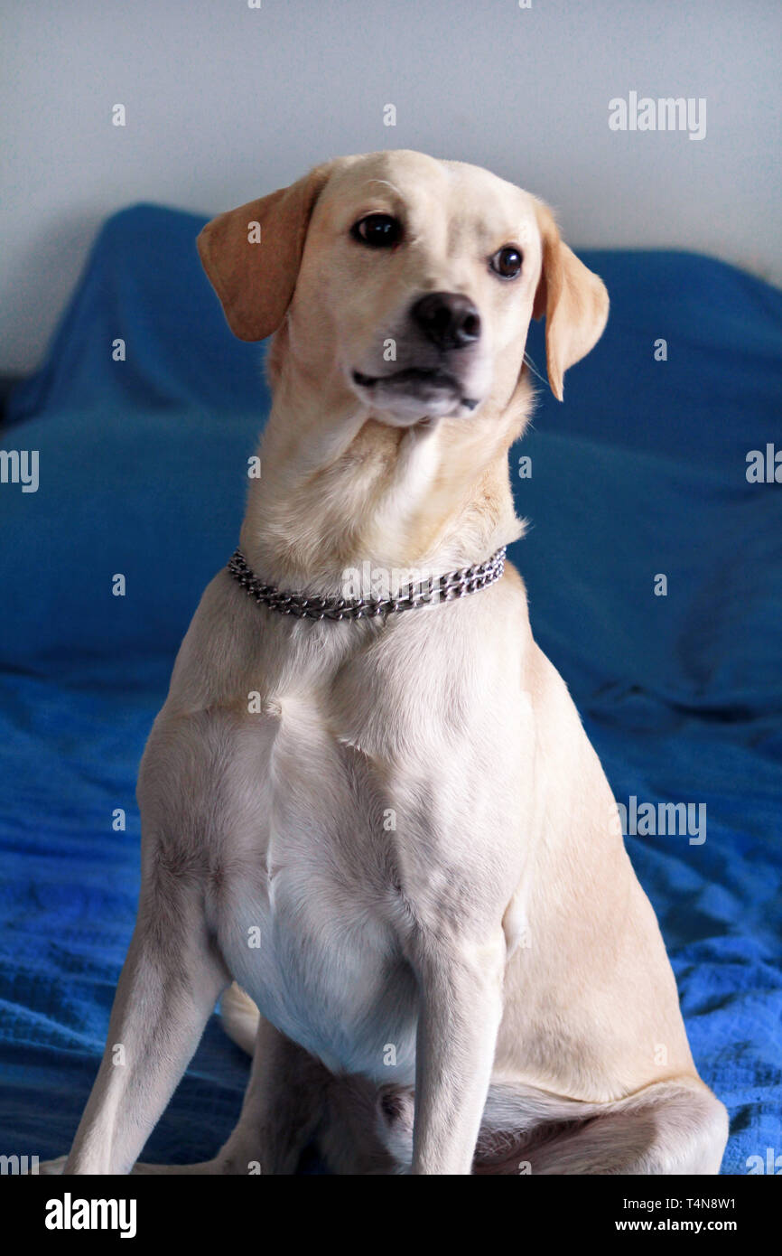 Dog is resting at home. Photo of yellow labrador retriever dog posing ...