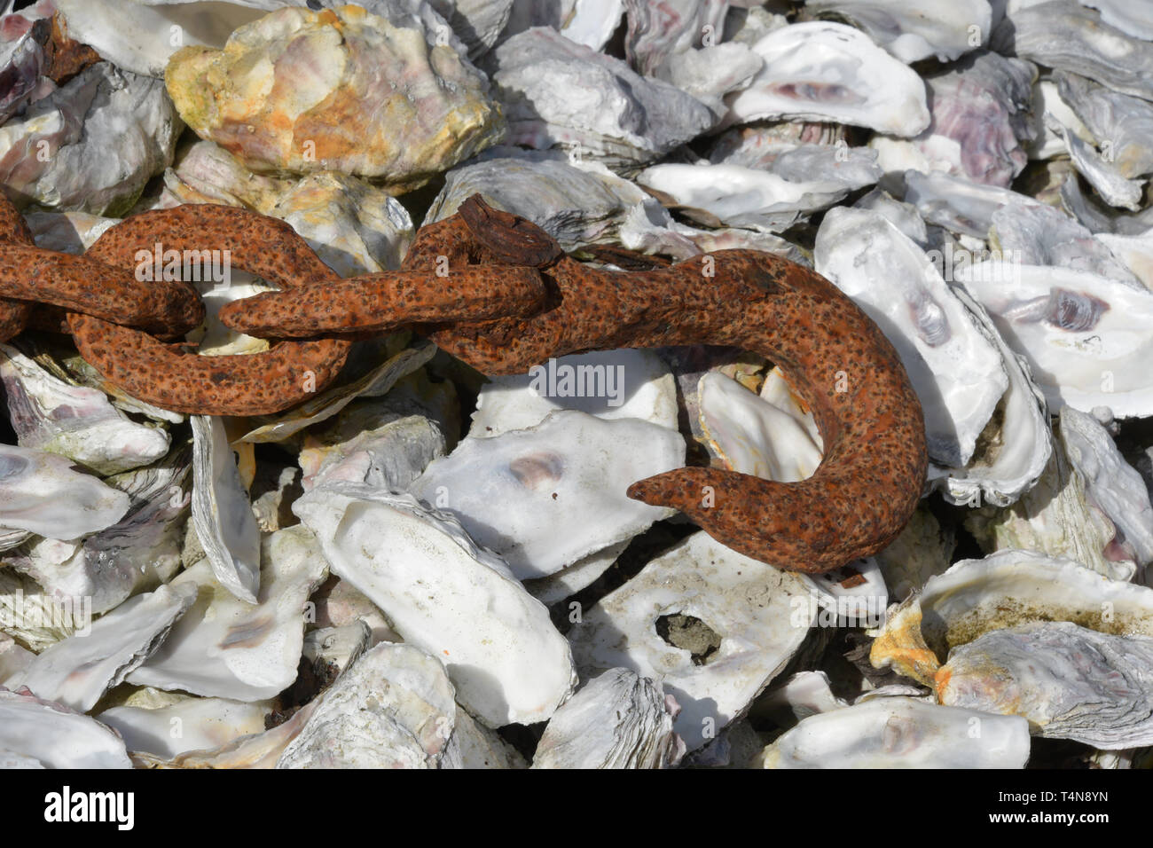 Rusty lifting hook lying on a bed of old oyster shells.Near St ...