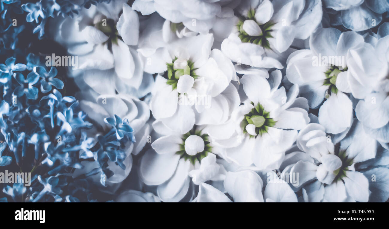 Botanical backdrop, nature and gardening concept - Vintage flowers in a ...