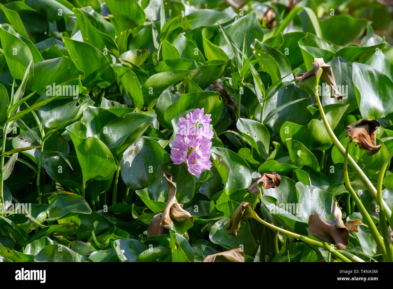 Non-native and invasive common water hyacinth in Mekong River Delta in ...