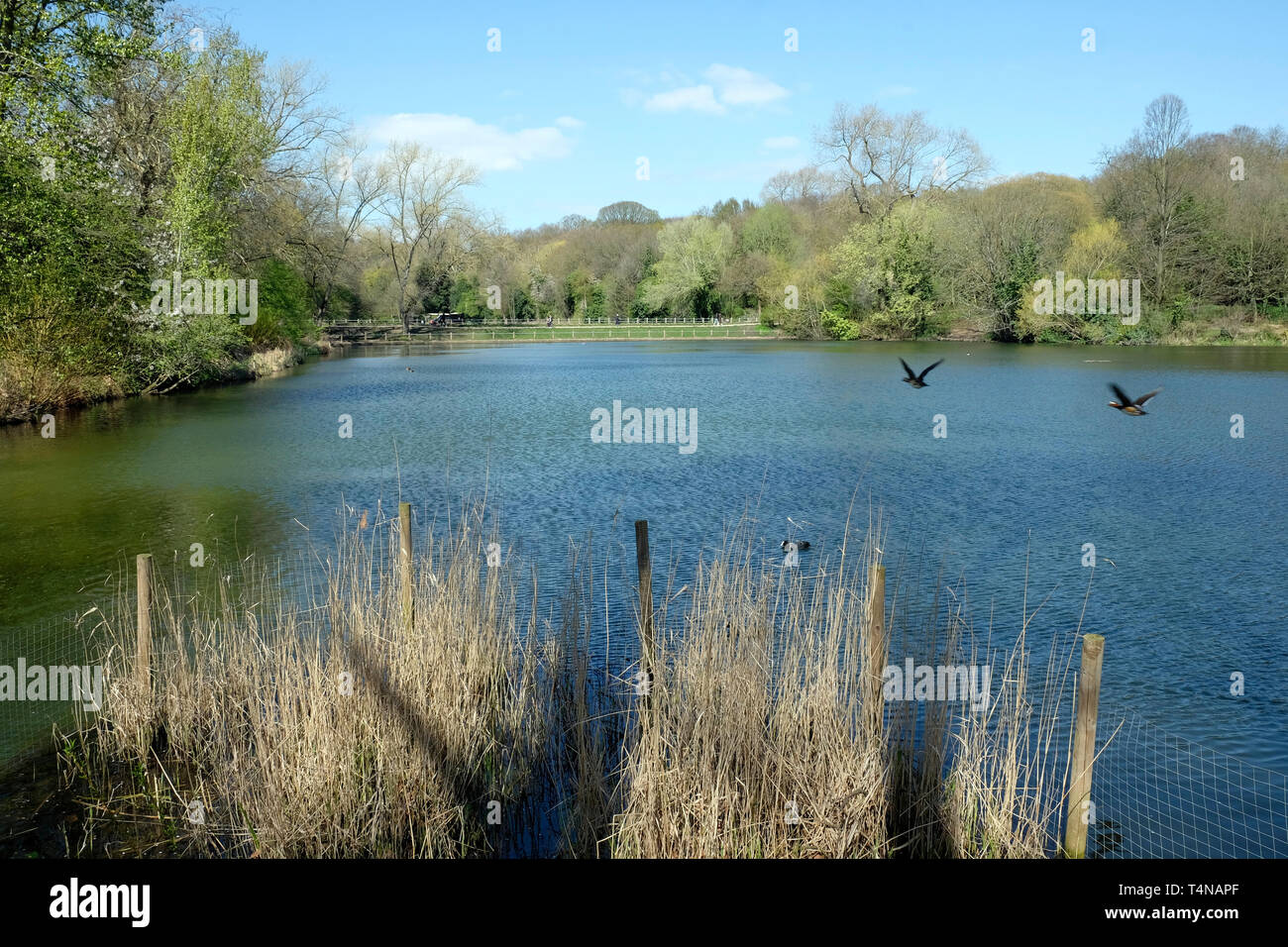A general view of Hampstead Heath ponds Stock Photo - Alamy