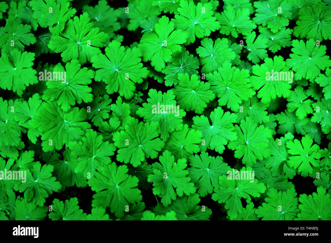 Green fresh leaves background. Flat lay. Nature flat lay Stock Photo ...