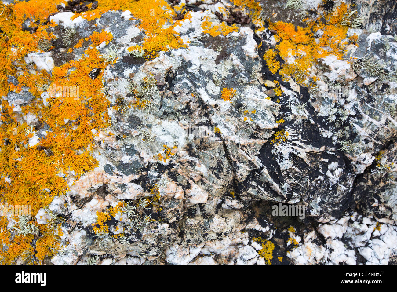 Lichen common on coastal rocks hi-res stock photography and images - Alamy