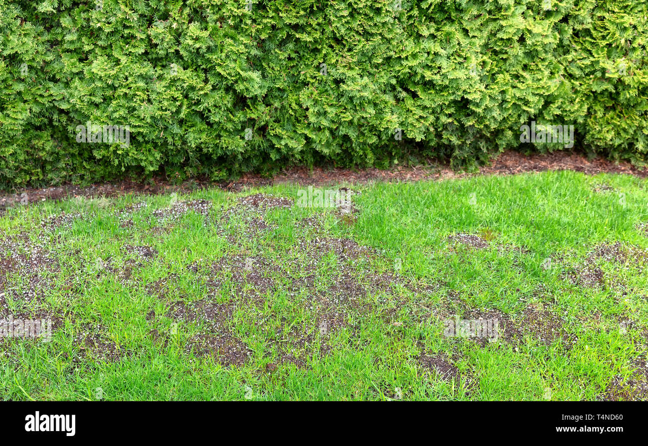 Large repair patch on natural grass with bushes in background Stock ...