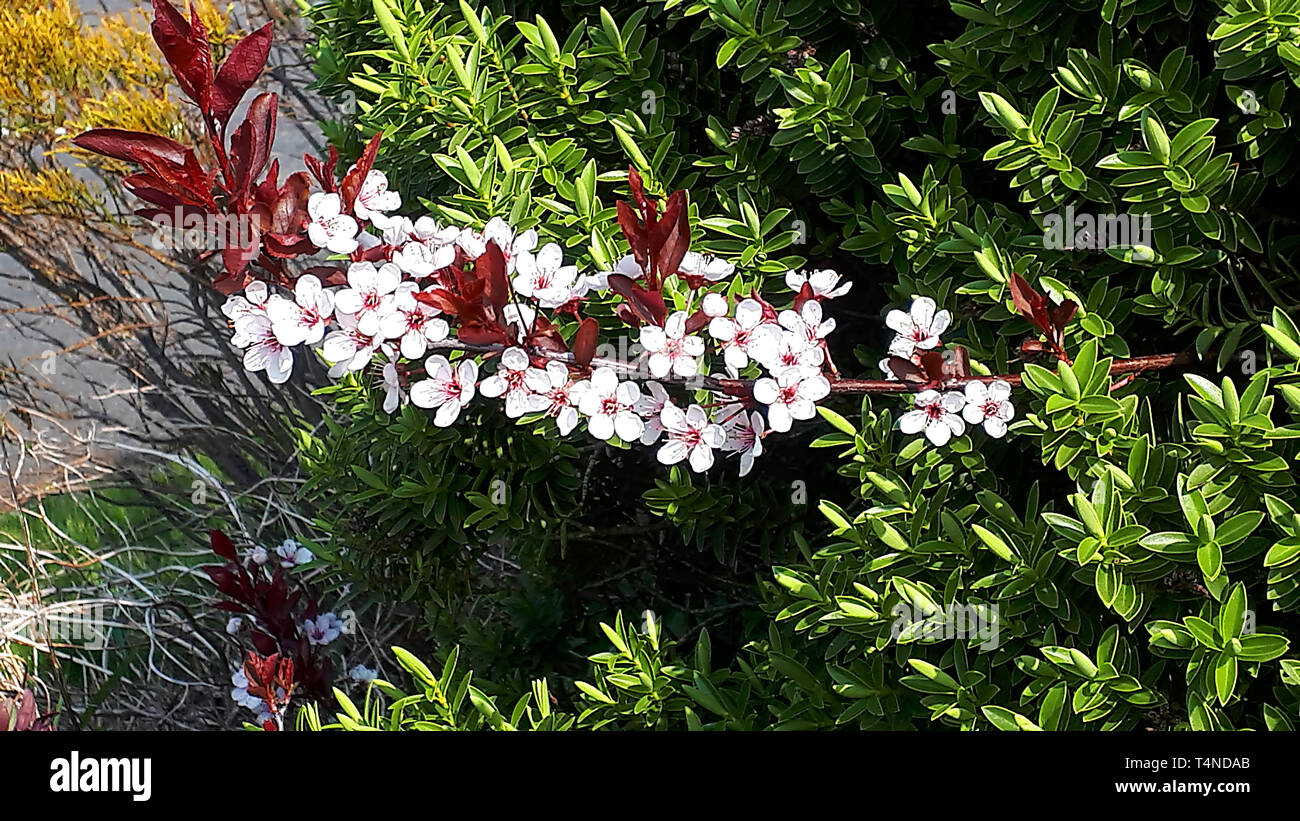 A branch of flowers bursts through a Hebe bush in a garden in the North ...