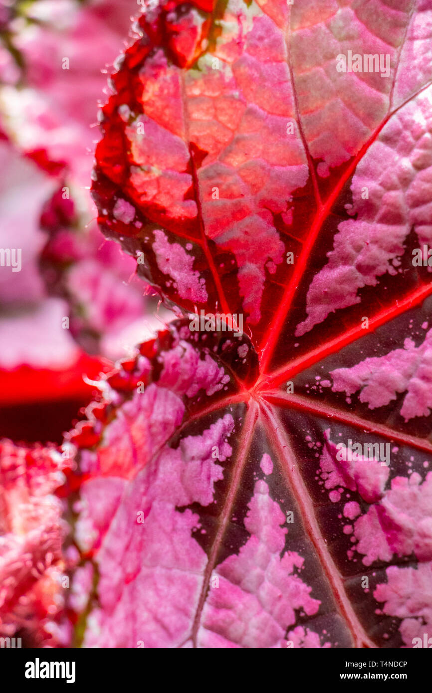 Rex Begonia Begonia Rex High Resolution Stock Photography and Images ...