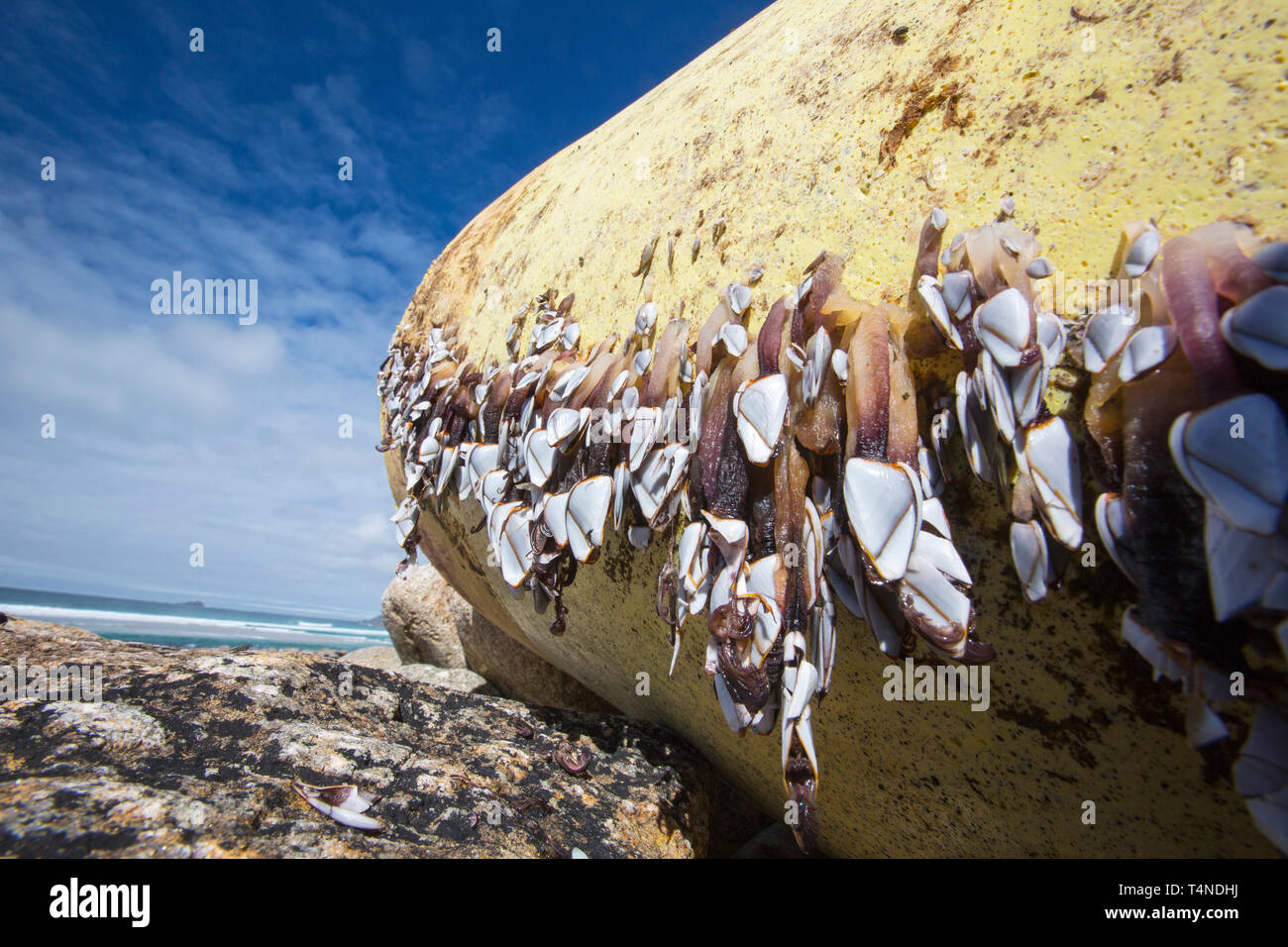 Pollicipes pollicipes hi-res stock photography and images - Alamy