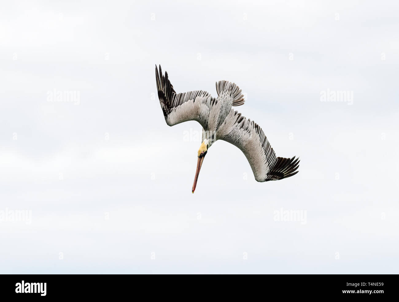 Pelican diving flying is a pelican flying and diving over the ocean ...