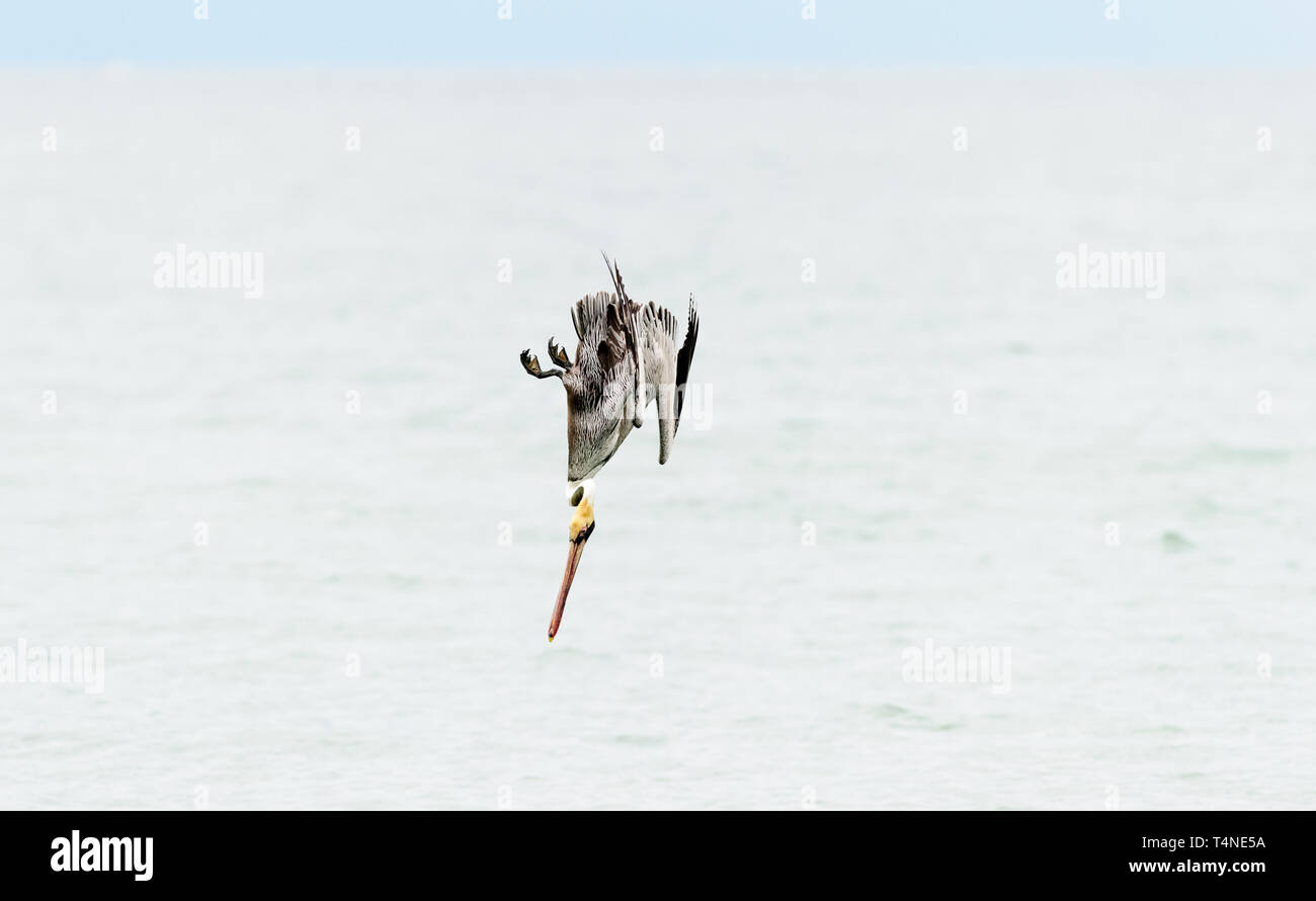 Pelican diving flying is a pelican flying and diving over the ocean ...
