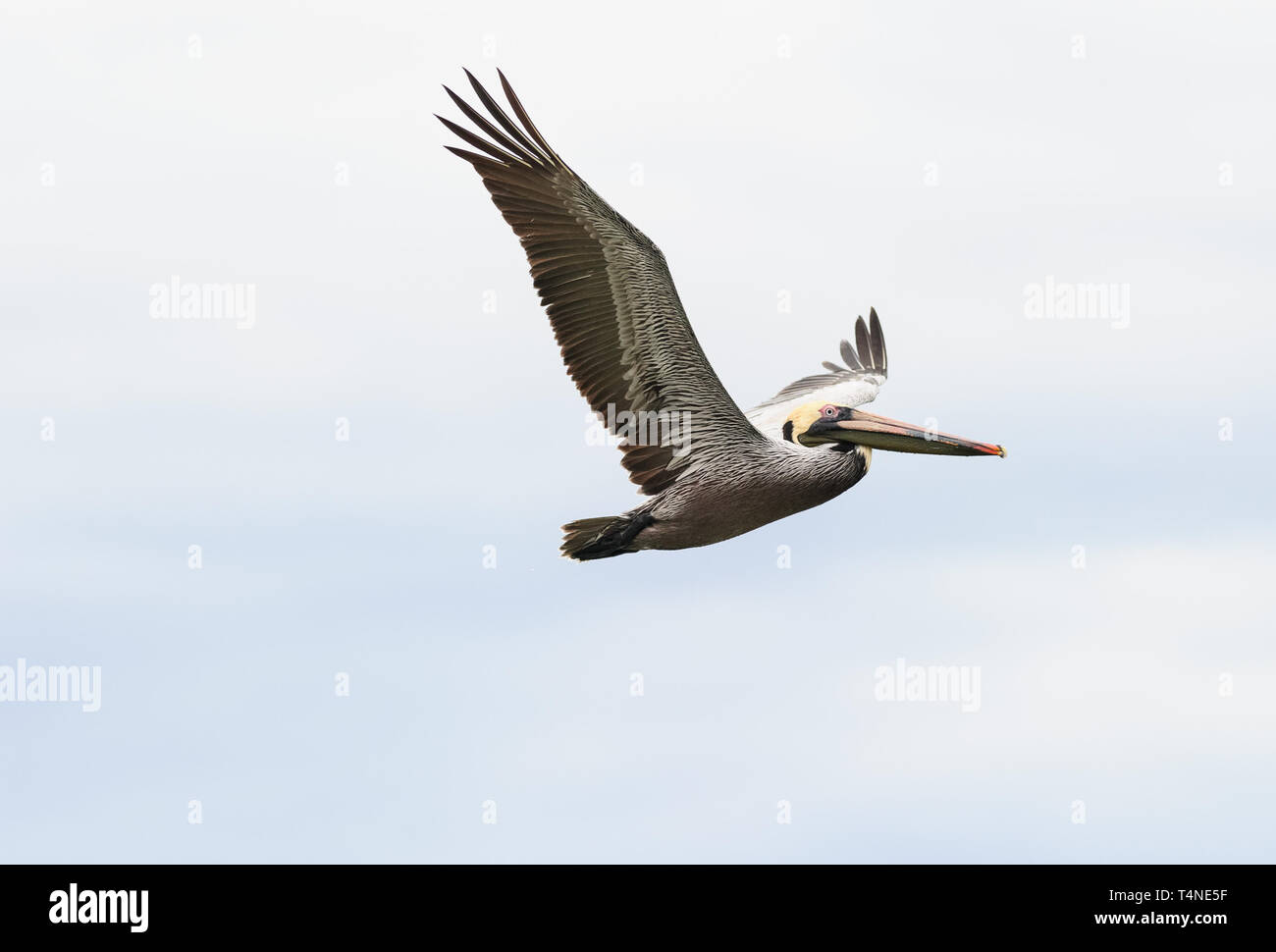 Pelican diving flying is a pelican flying and diving over the ocean ...