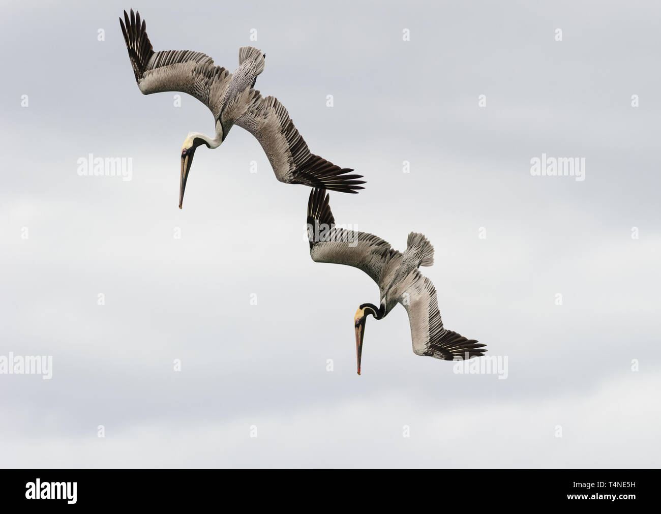 Pelican diving flying is a pelican flying and diving over the ocean ...