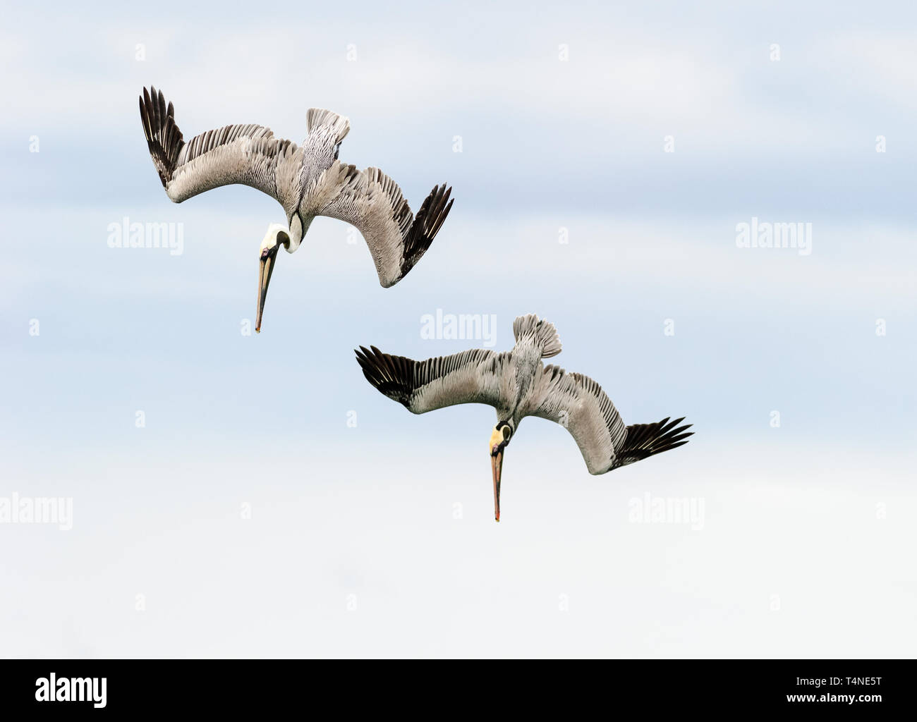 Pelican diving flying is a pelican flying and diving over the ocean ...