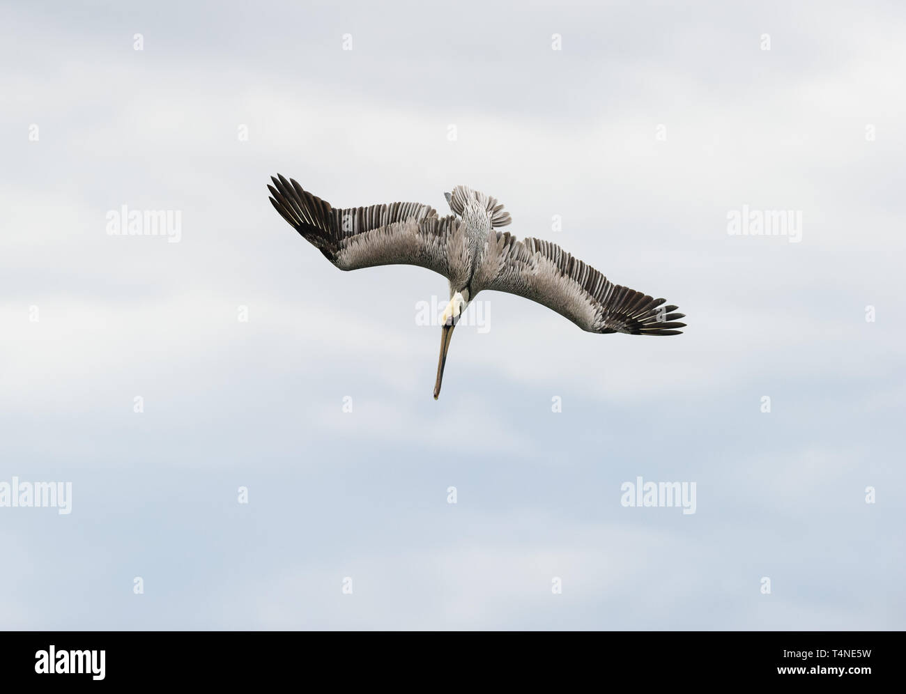Grey Pelican Flying Over Sea High Resolution Stock Photography and ...
