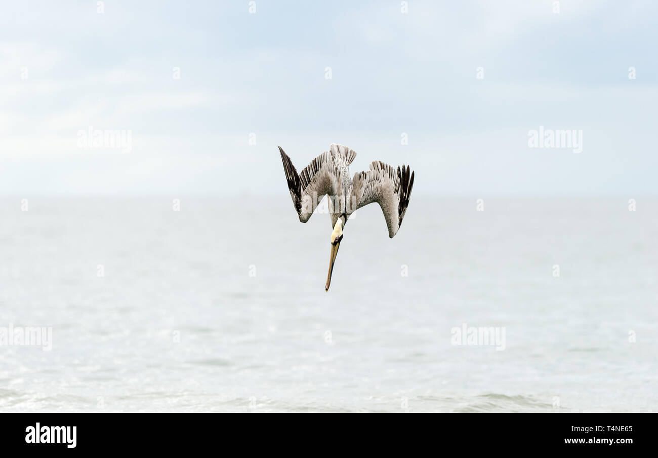 Pelican diving flying is a pelican flying and diving over the ocean ...