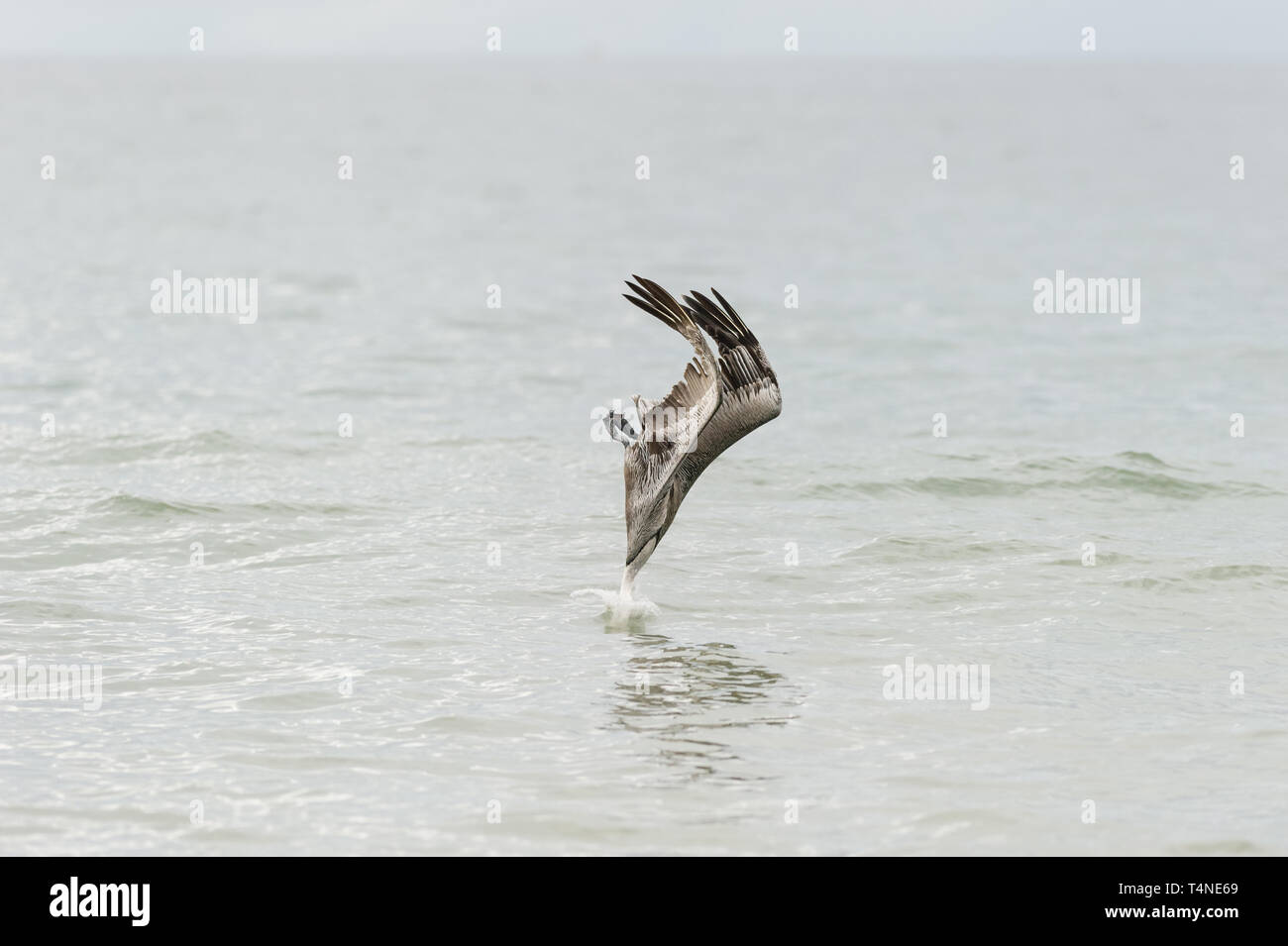 Pelican diving flying is a pelican flying and diving over the ocean ...