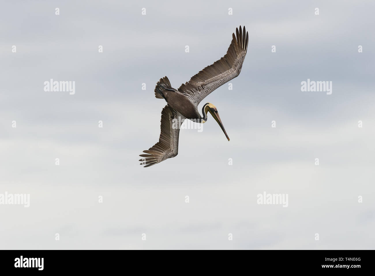 Pelican diving flying is a pelican flying and diving over the ocean ...