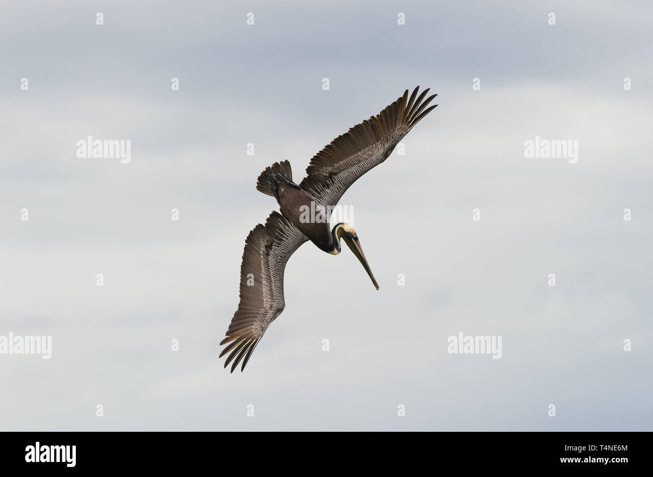 Pelican diving flying is a pelican flying and diving over the ocean ...
