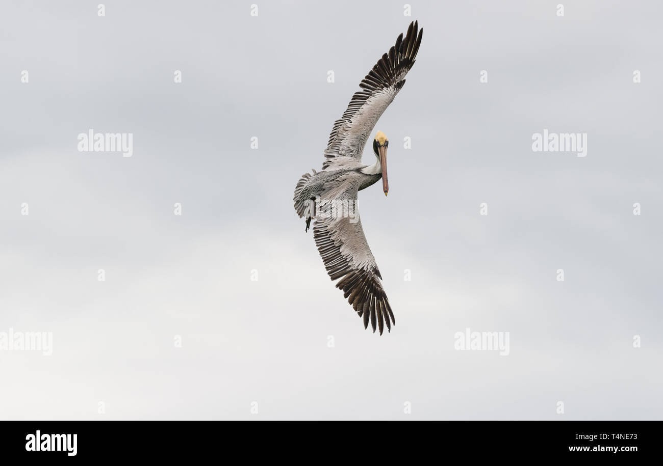 Pelican diving flying is a pelican flying and diving over the ocean ...