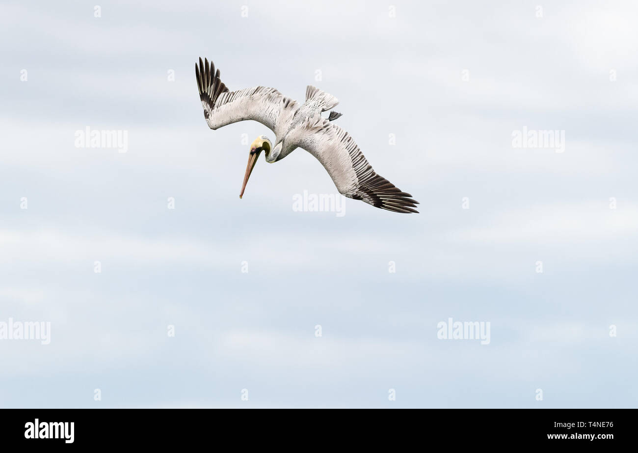 Pelican diving flying is a pelican flying and diving over the ocean ...