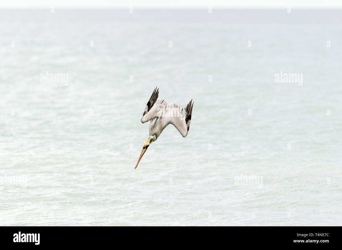 Pelican diving flying is a pelican flying and diving over the ocean ...