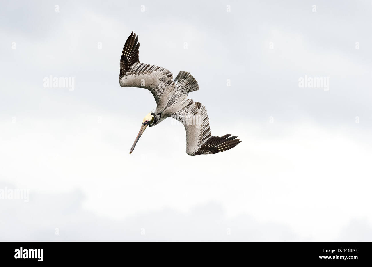 Pelican diving flying is a pelican flying and diving over the ocean ...