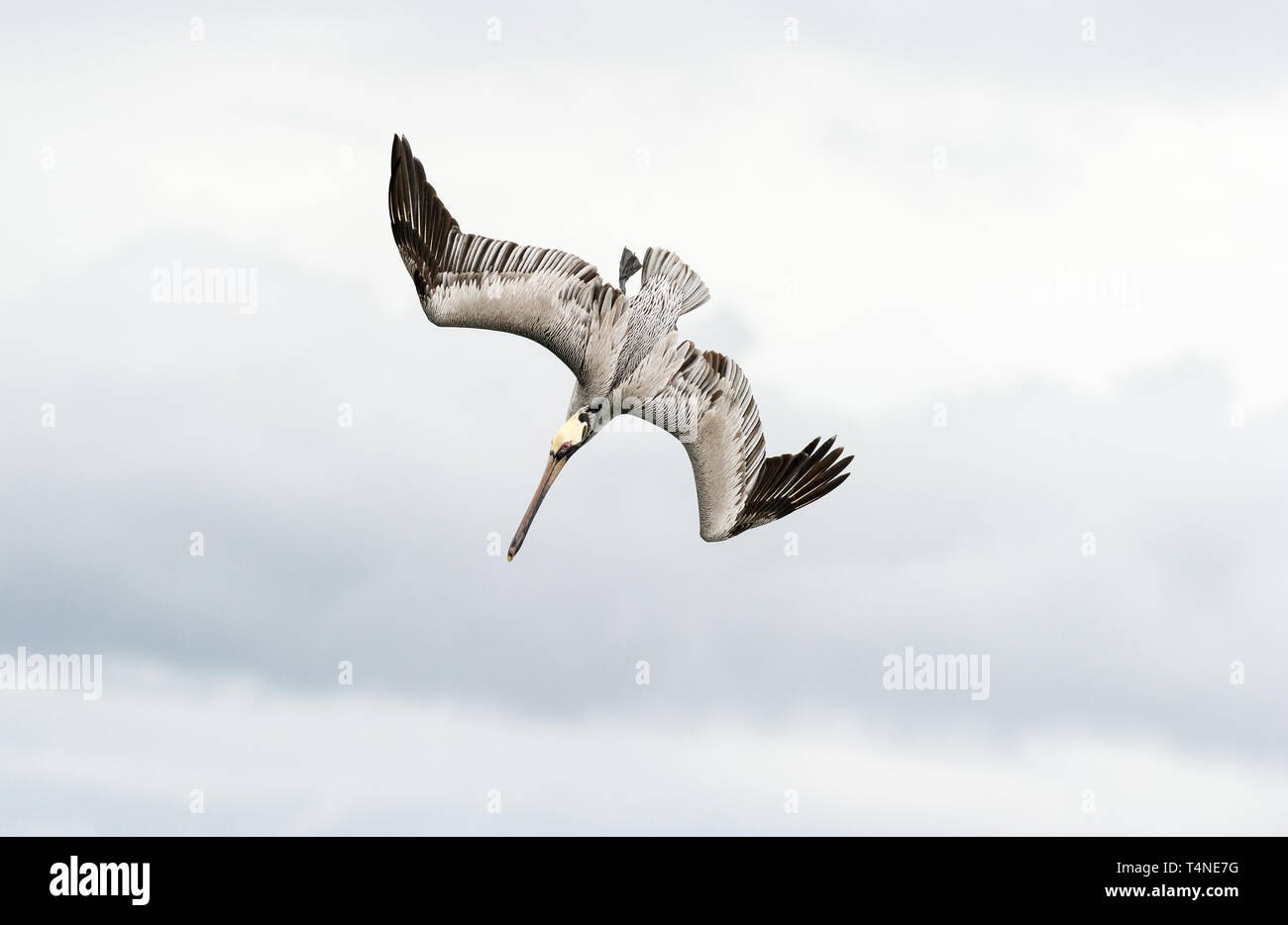 Pelican diving flying is a pelican flying and diving over the ocean ...