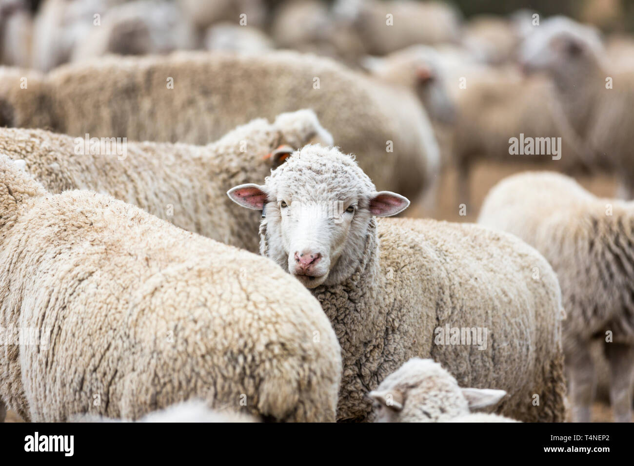 Free state farm hi-res stock photography and images - Alamy