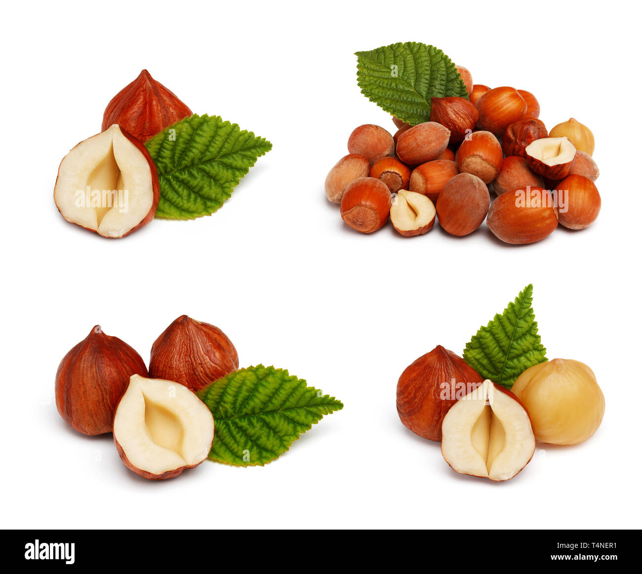 Filbert nut set isolated on white background Stock Photo - Alamy