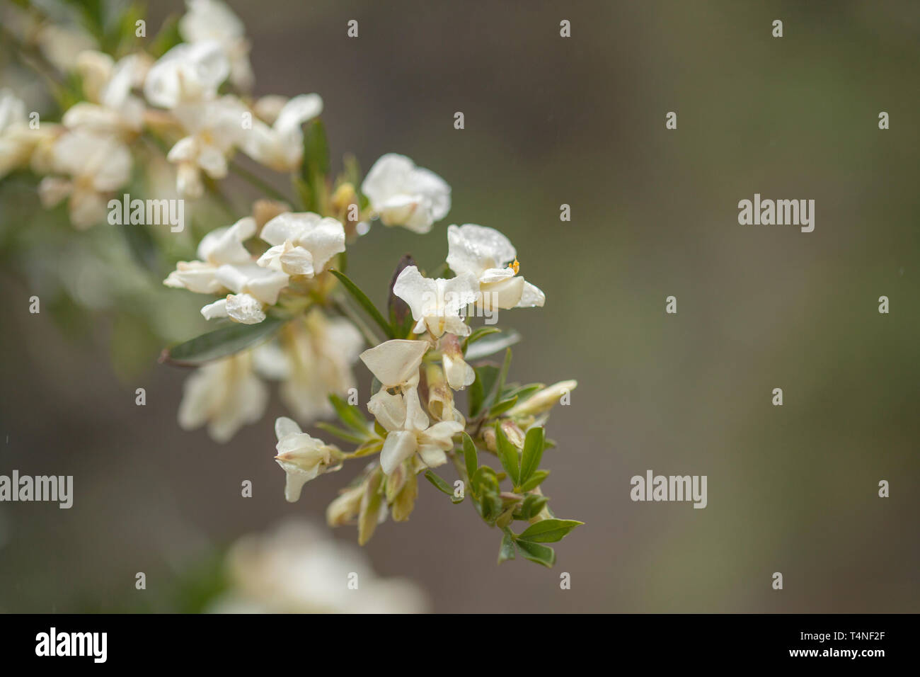 Flora of Gran Canaria - tree lucern, Cytisus proliferus, endemic to ...