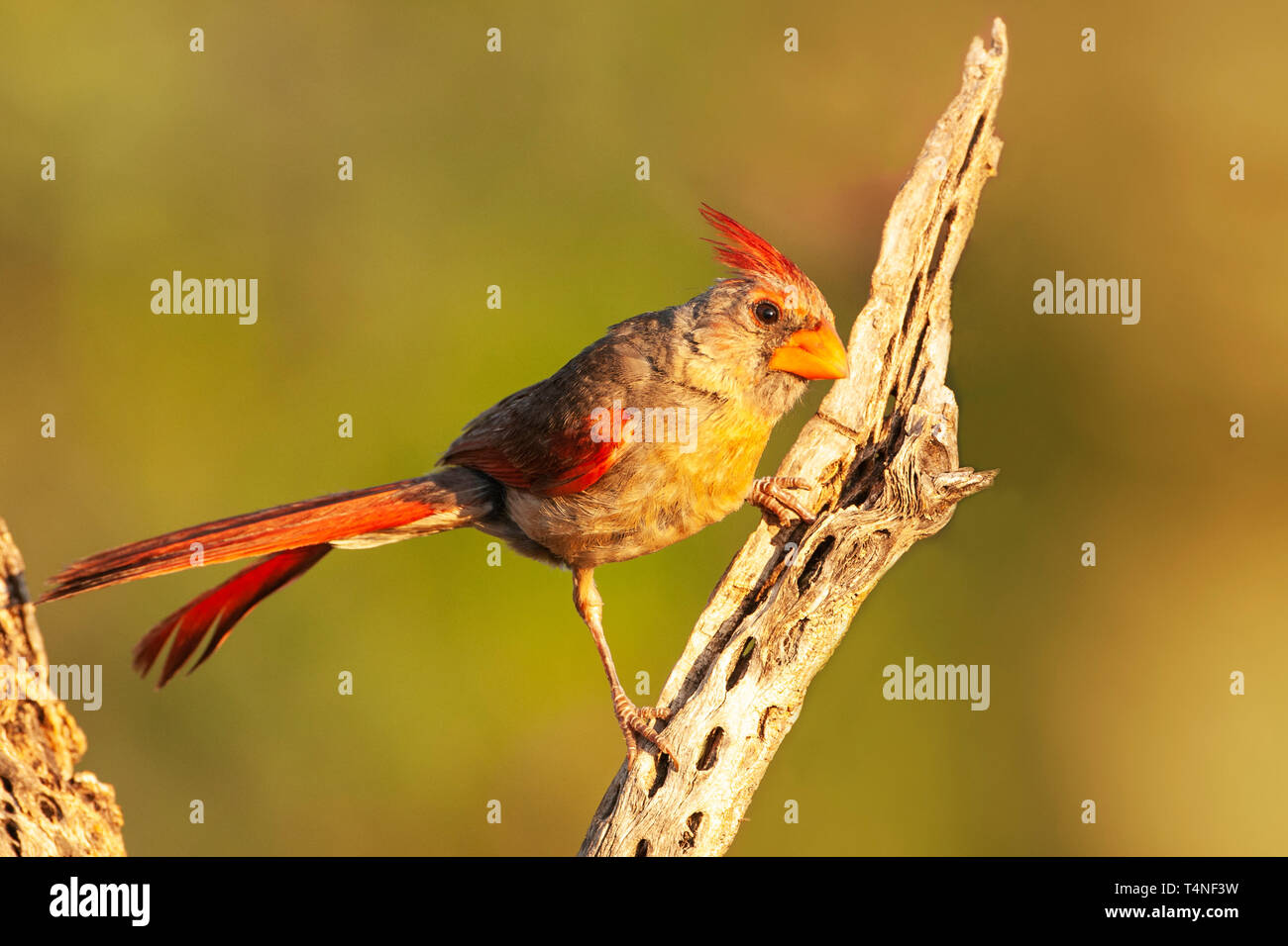 Cardinalis ardinalis hi-res stock photography and images - Alamy